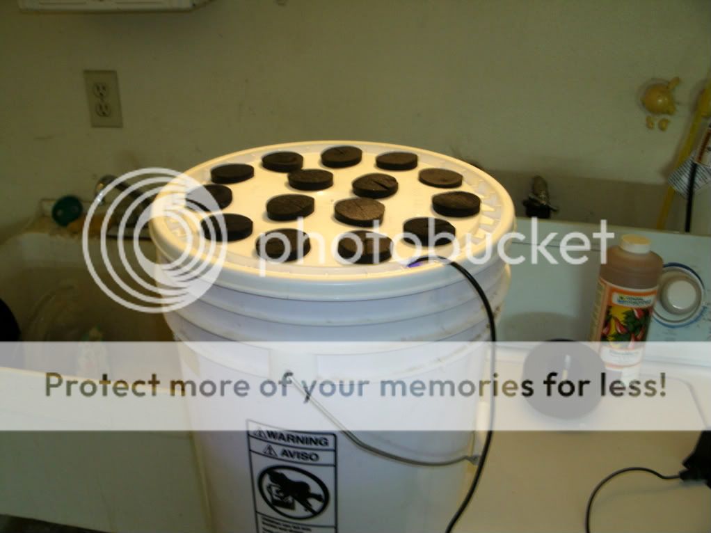 D.I.Y. FogPonic bucket cloner, 15 site. | Rollitup