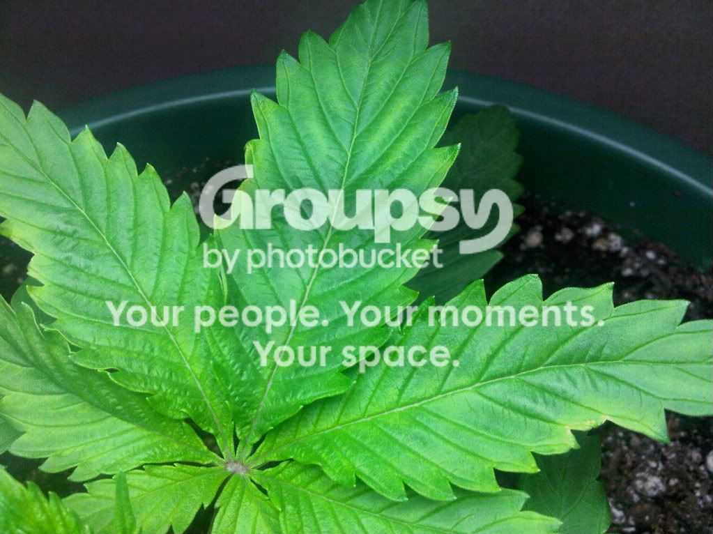 Nitrogen Or Magnesium Deficiency? | Grasscity.Forum|The World’s Largest ...