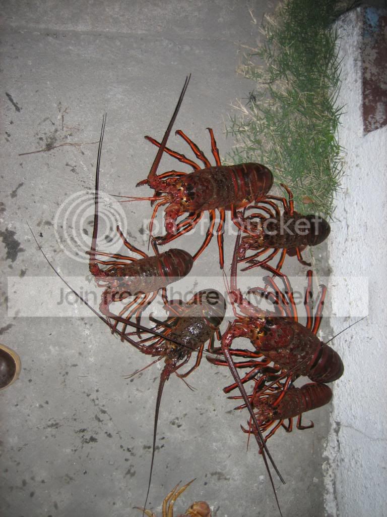 Bay Bugs | Bloodydecks