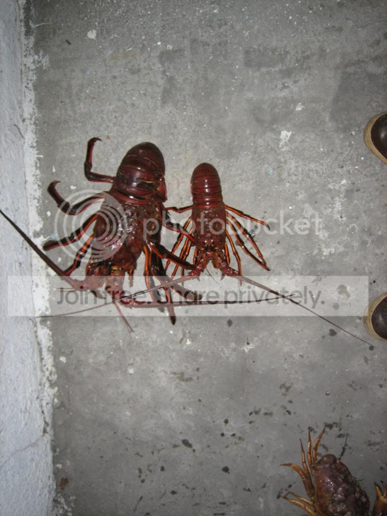 Bay Bugs | Bloodydecks