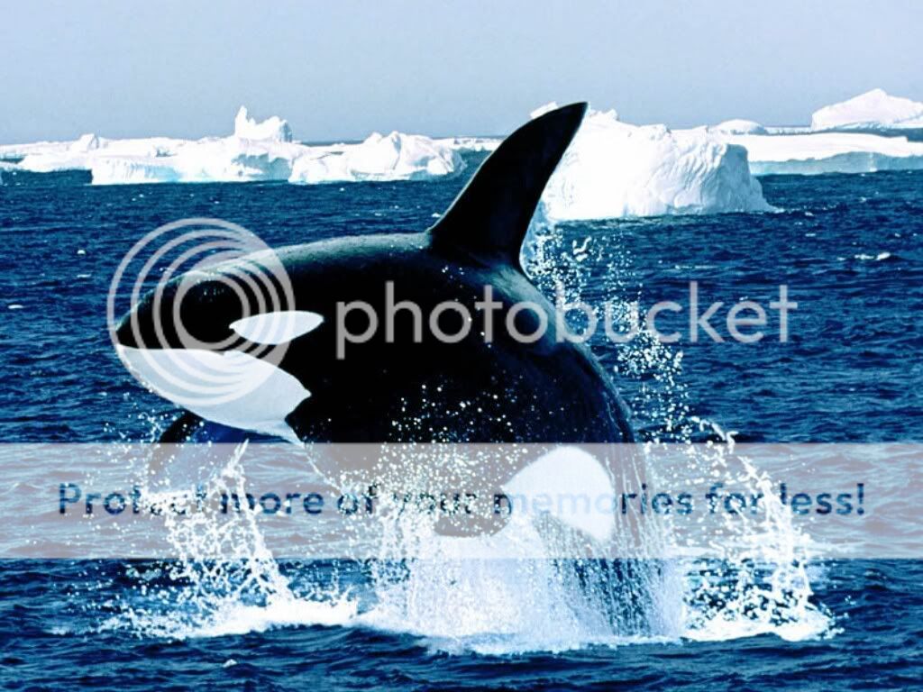 HercegBosna.org • Pogledaj temu - Forum.hr u egzilu