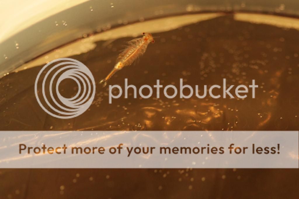 Eubranchipus(?) from Lincoln County WA - Field Herp Forum